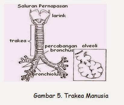 Tenggorokan (Trakea) | Pustaka Pandani