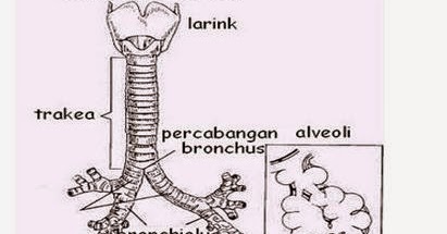 Tenggorokan (Trakea) | Pustaka Pandani
