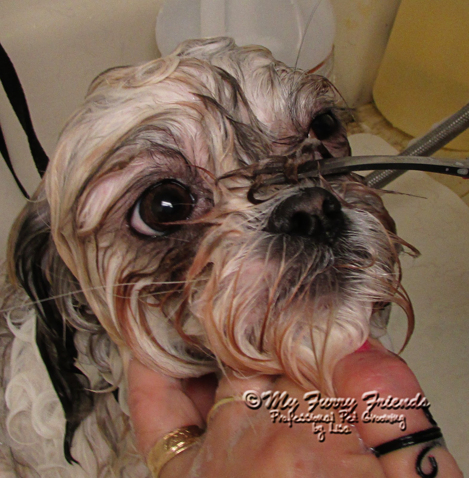 Pet Grooming: The Good, The Bad, & The Furry: Makeover Monday #8...To ...