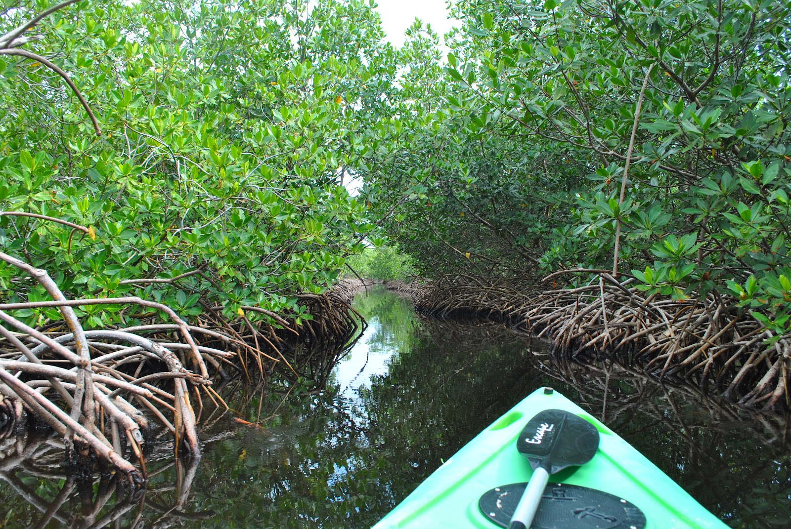 Palms Overland Adventure: La Isla de Utila