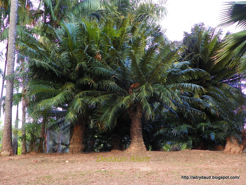 Dedaun Alam: Cycas Rumphii