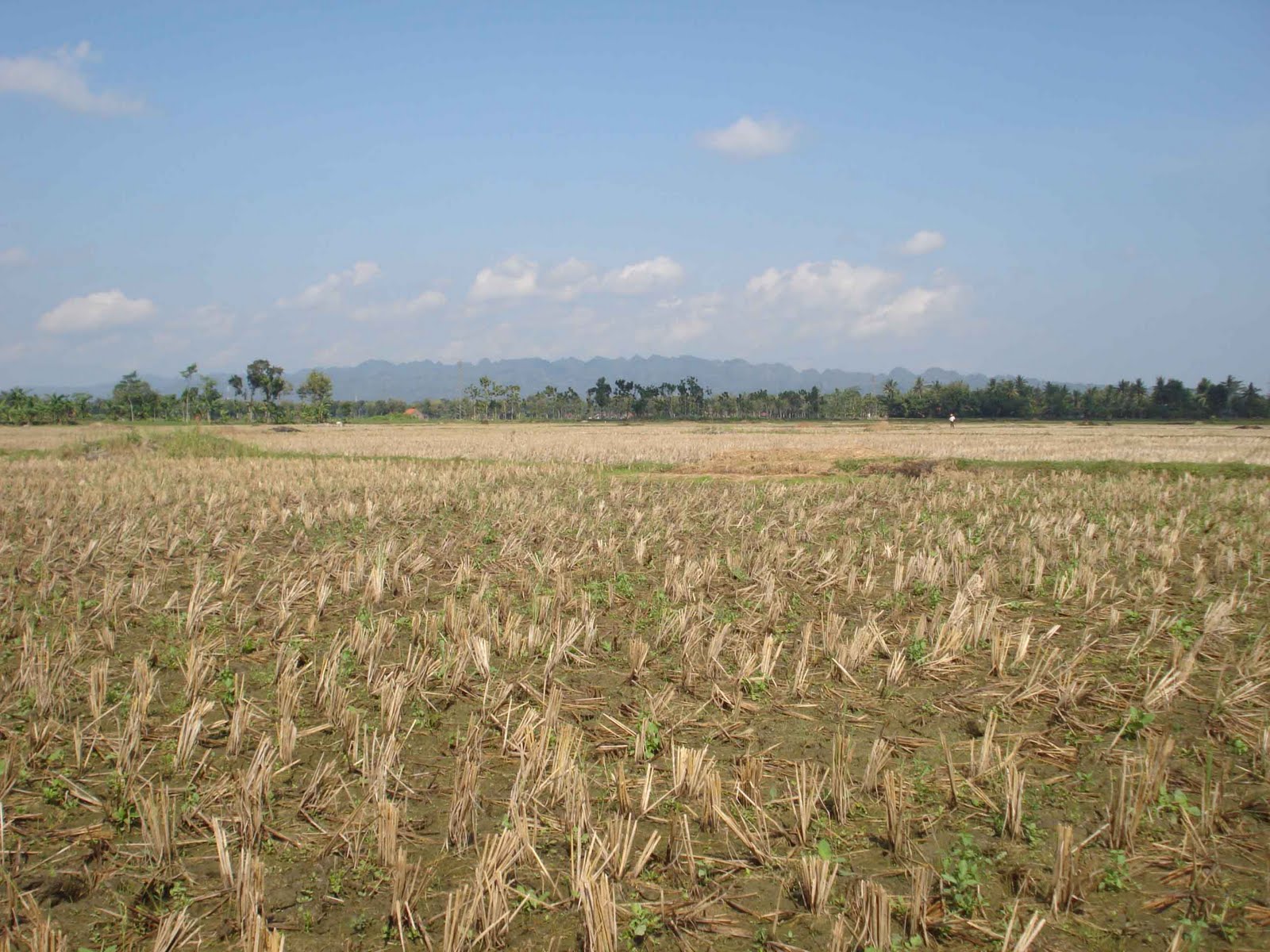 Pemandangan Sawah : Background pemandangan sawah 3 » Background Check ...