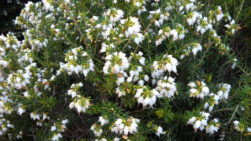 HORTA À PORTA: ERICA (URZE, TORGA, QUEIROGA)