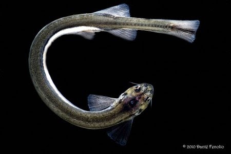 Candiru Ikan Paling Berbahaya di Dunia - Dunia Akuarium