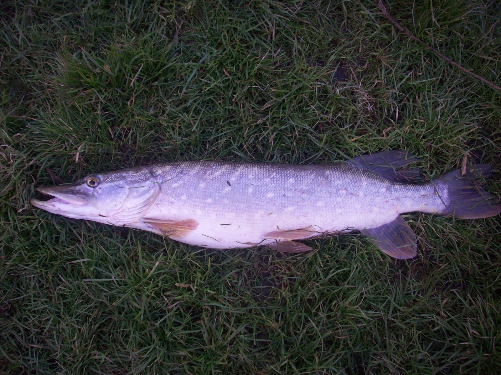 North - East Fishing: Another pike