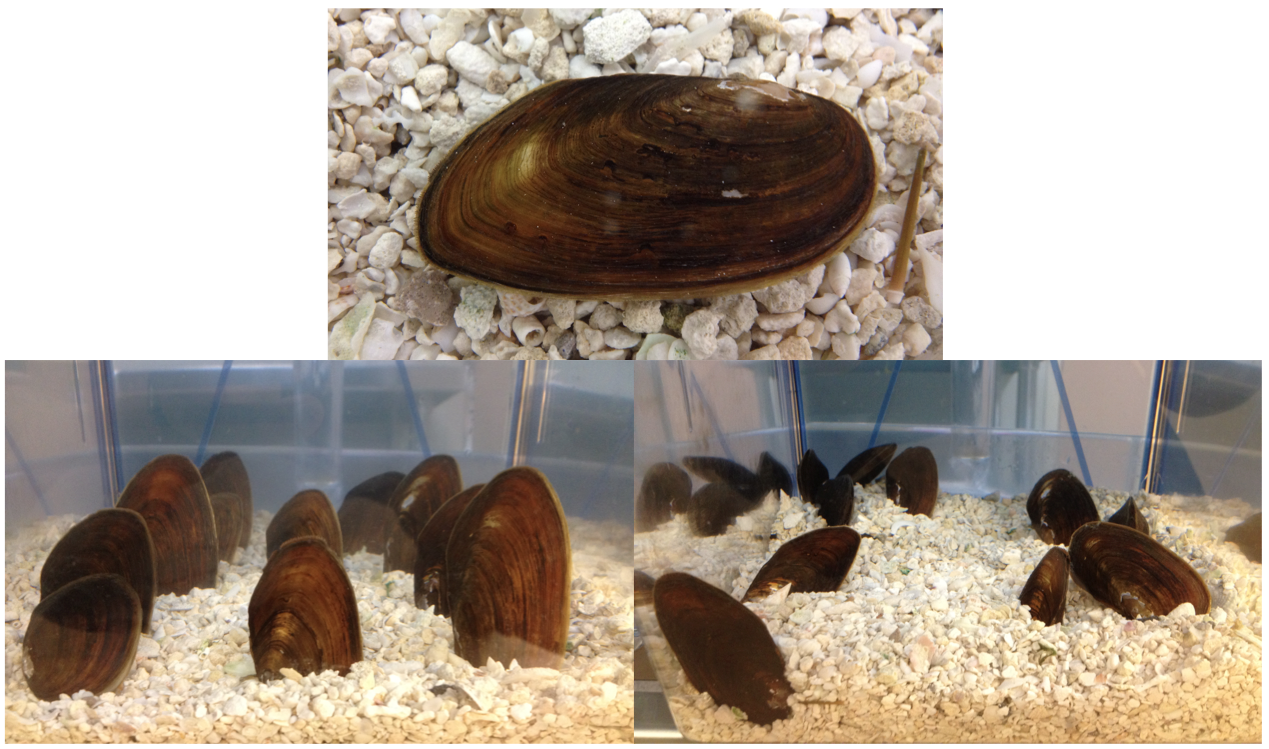 ONU Invertebrate Zoology: Labs 05 and 06 - Mollusca