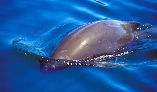 Los Animales...De Todo El Mundo... Y El Ecosistema: ANIMALES DE AMERICA ...