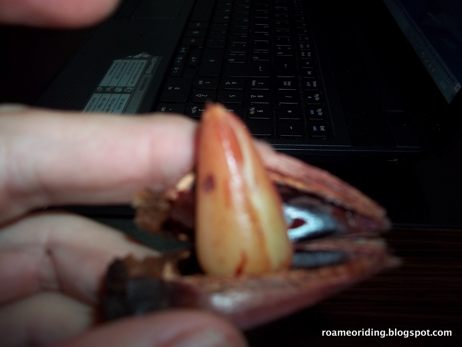 Roaming & Riding - Life Unexpected : Boiled Cockroaches anyone?