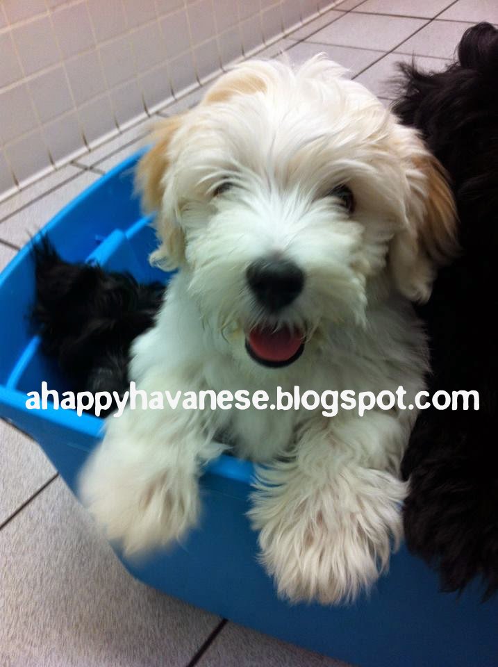 A Happy Havanese: 20 Things You Should Know About A Havanese