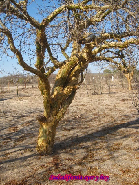 SUDCALIFORNIA DE AYER Y HOY: Flora en Sudcalifornia