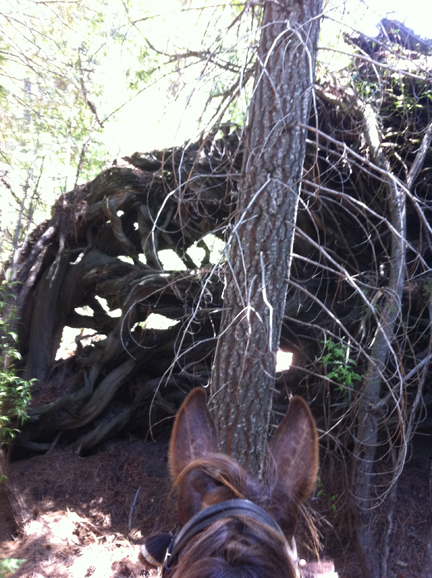 MuleTrail: Seeking The George Bush Tree 7-17-11