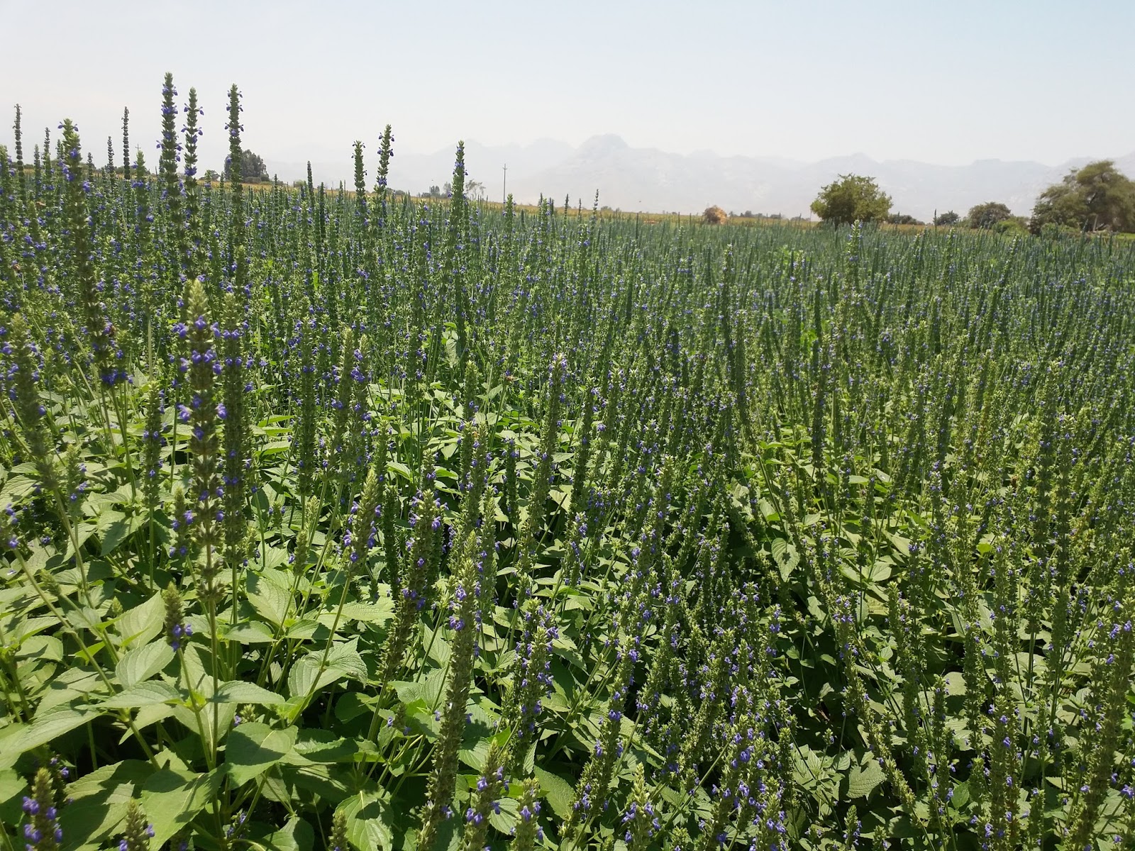 Organic Life Perú: Seguimiento Cultivo de Chia - ORGANIC LP