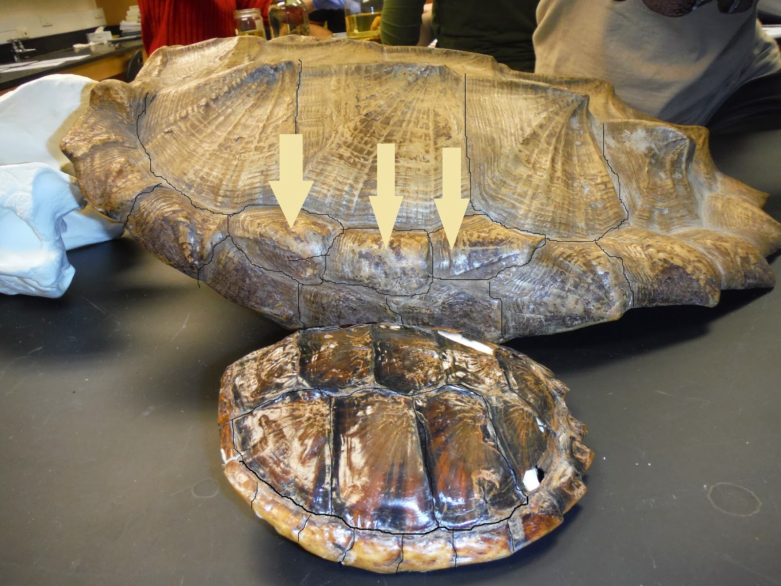 Biology of the Reptilia