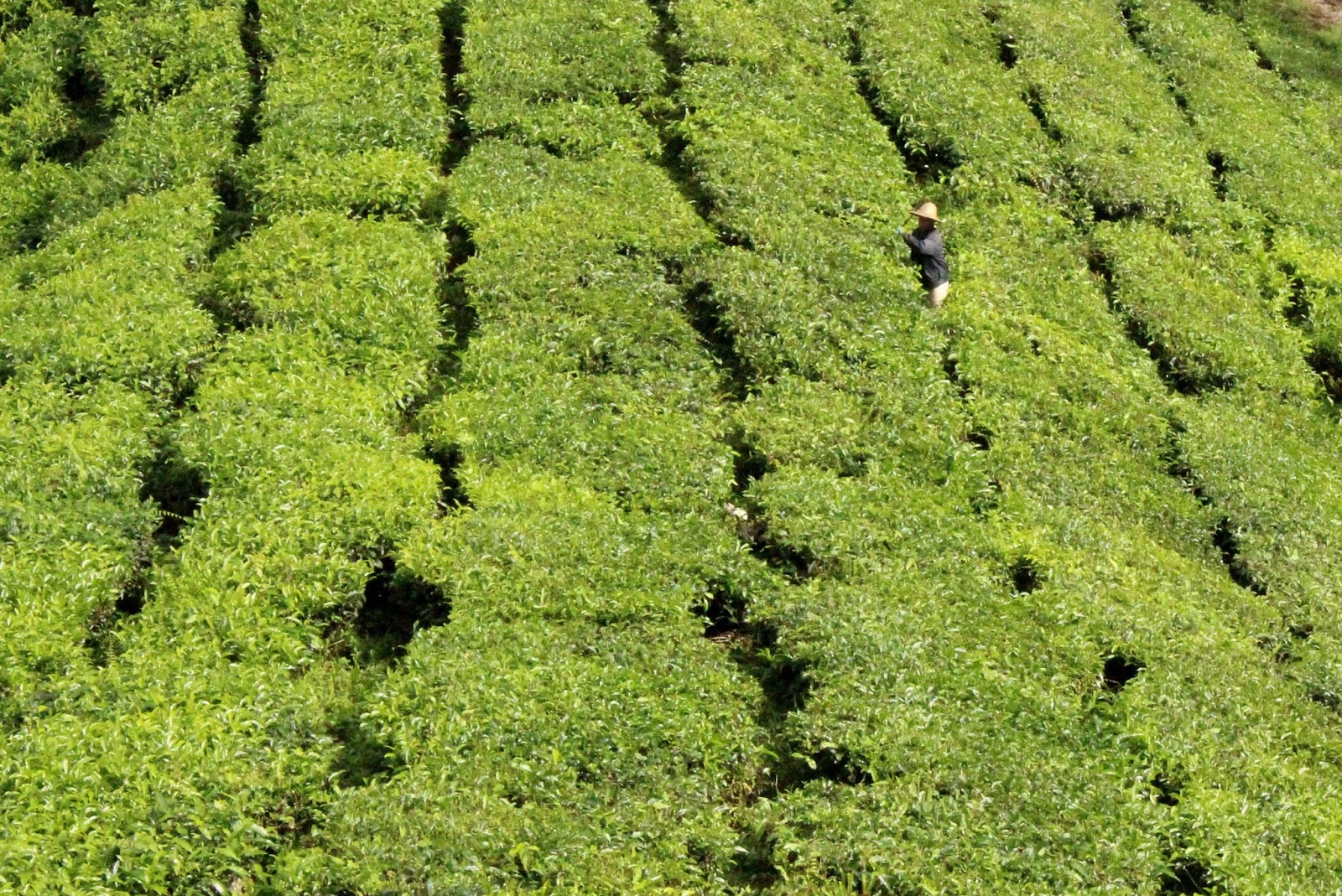 Hang Kebun: LADANG TEH CAMERON HIGHLANDS