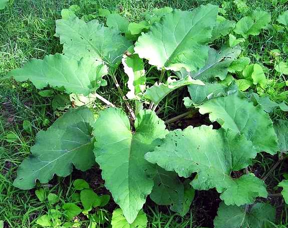 Brusturele-leacul bolilor | Sanatate pentru prieteni