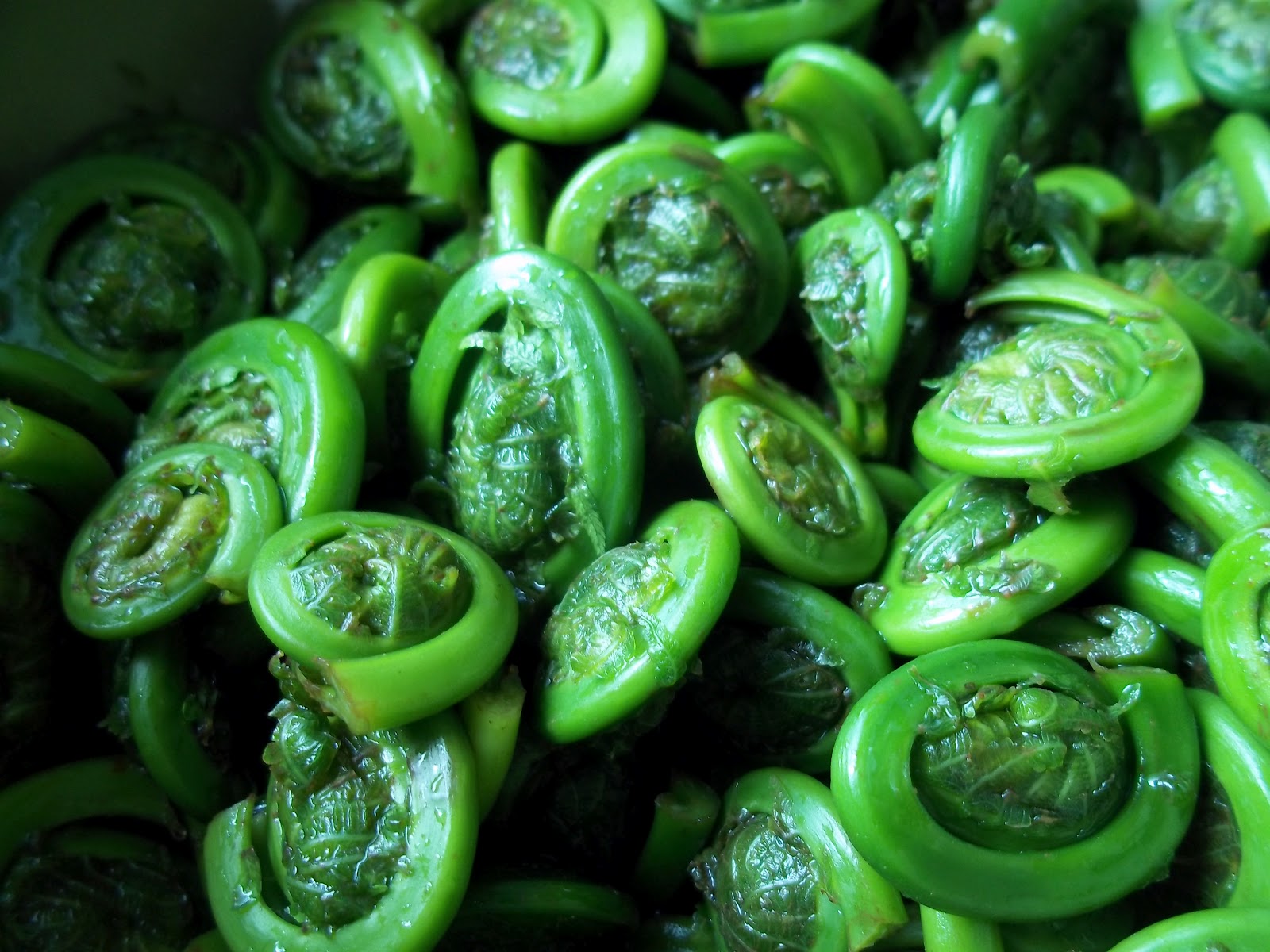 Snackers Delight: Greek Inspired Fiddlehead Fern Salad