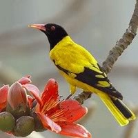 Welcome to bangladesh: The birds of Bangladesh