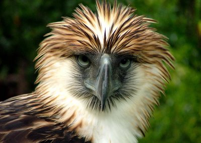 Biyaheng Davao: Philippine Eagle Center