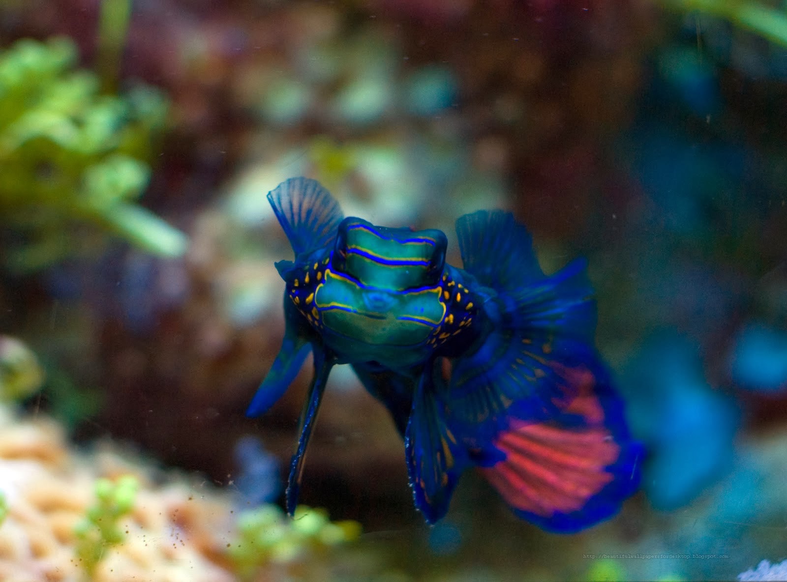 Beautiful water animals wallpapers | Beautiful wallpapers For Desktop