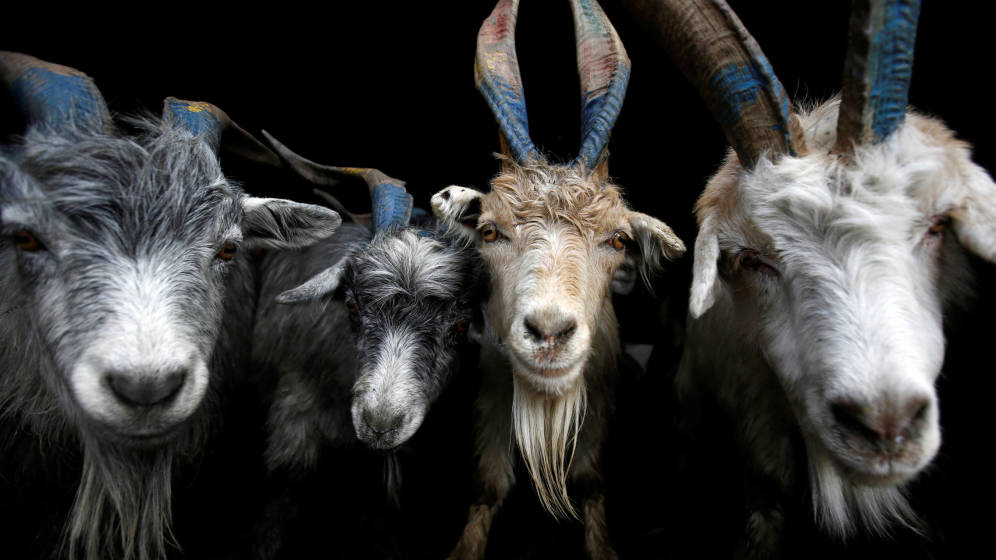 La inteligencia de las cabras - más de la que crees [+Vídeos] - Tengo ...