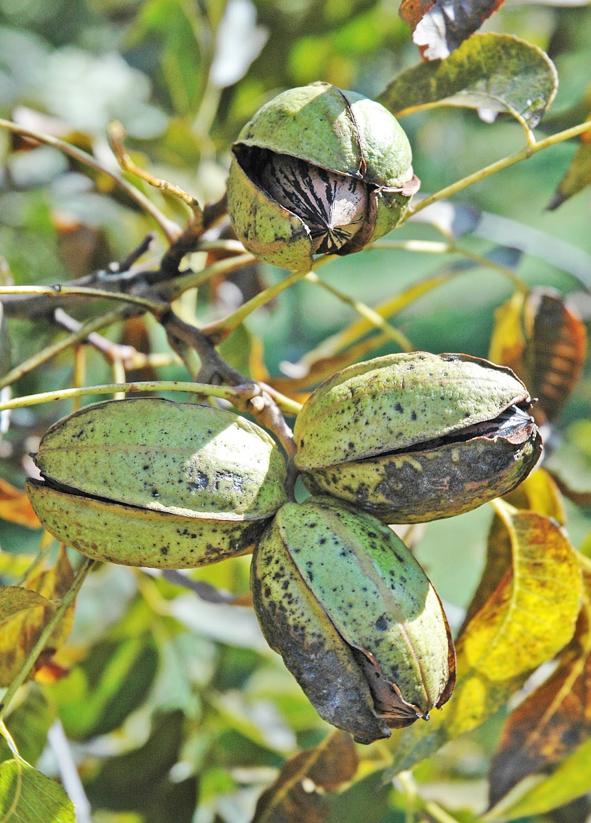 Northern Pecans: Pecan cultivars ripening in mid-October