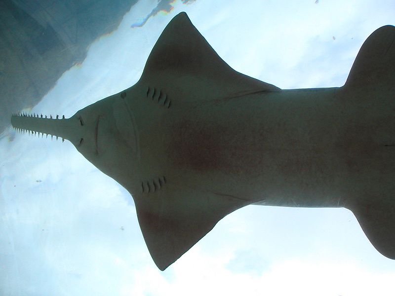 Artes de Pesca: VAMOS A PESCAR PRISTIFORMES (Peces Sierra)