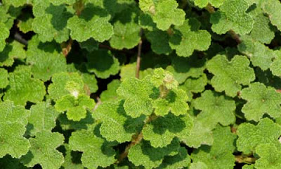 Backyard Fruit Guide: Creeping Raspberry - A Perfect Fit For The Edible ...