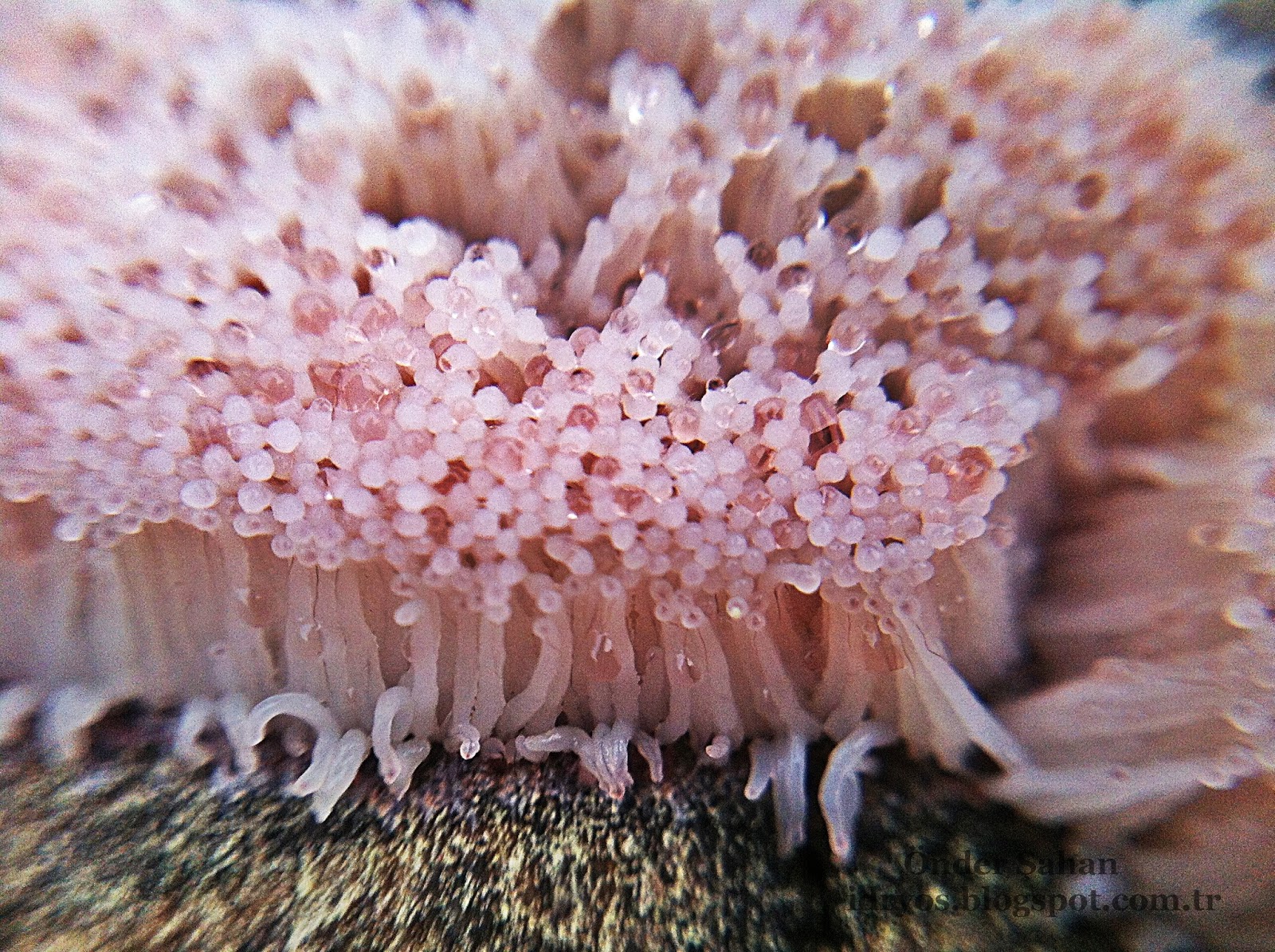 idryos: Stemonitis Axifera , Stemonitis species Fungi