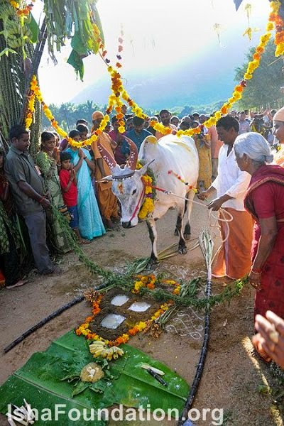 Legacy of Wisdom: Why do we celebrate Pongal or Makar Sankranti ...
