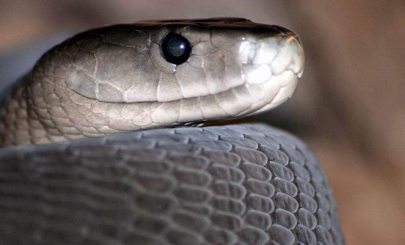 THE ANIMAL WILDLIFE: ULAR BLACK MAMBA