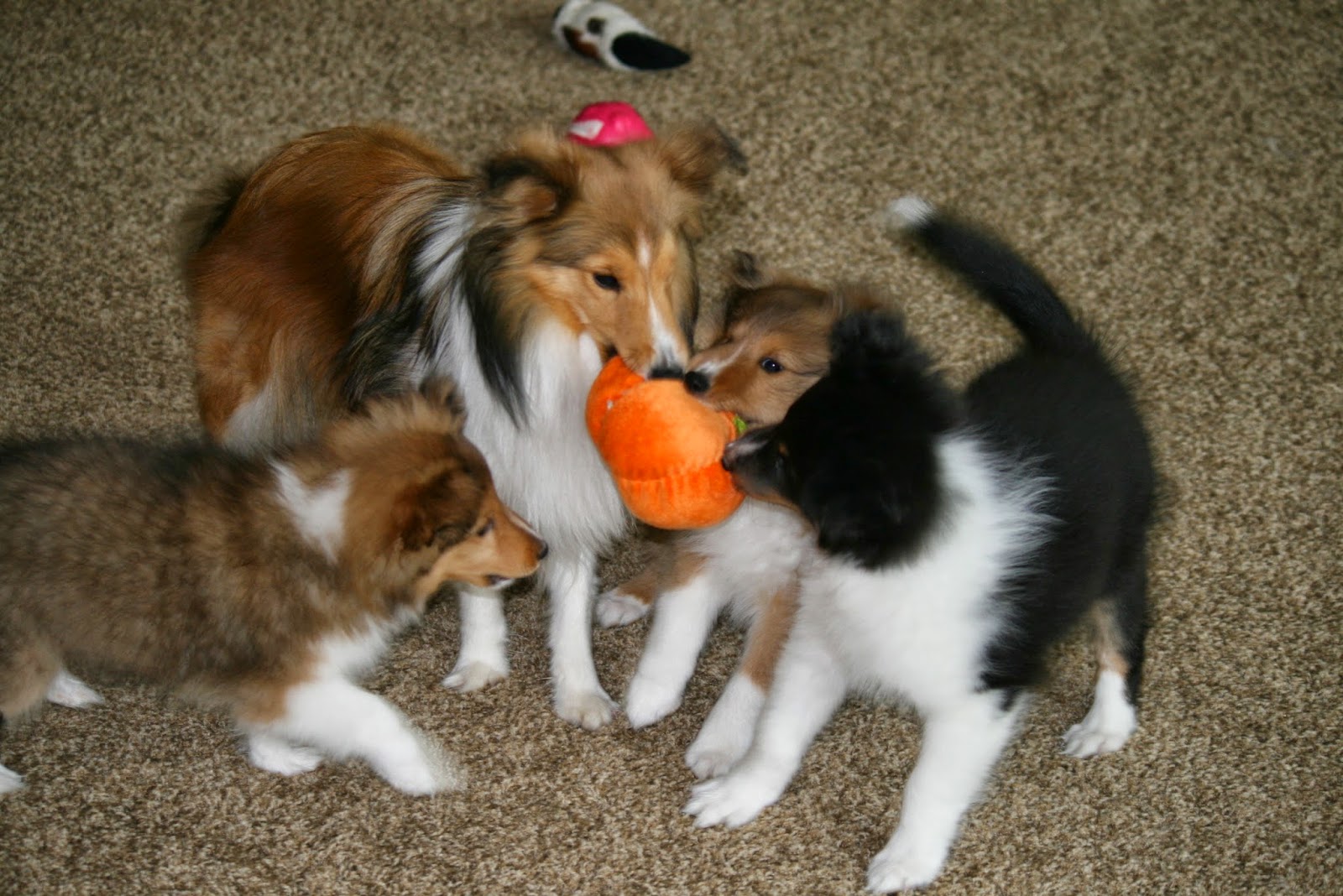 Hyper Hounds Shelties
