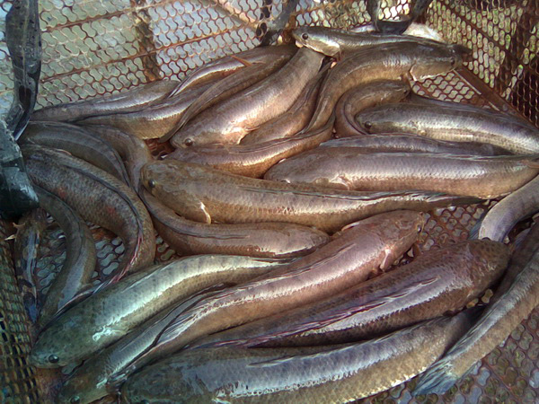 33 Jenis nama dan foto Ikan Gabus Kutuk SnakeHead Fish - Griya Arka Kendal
