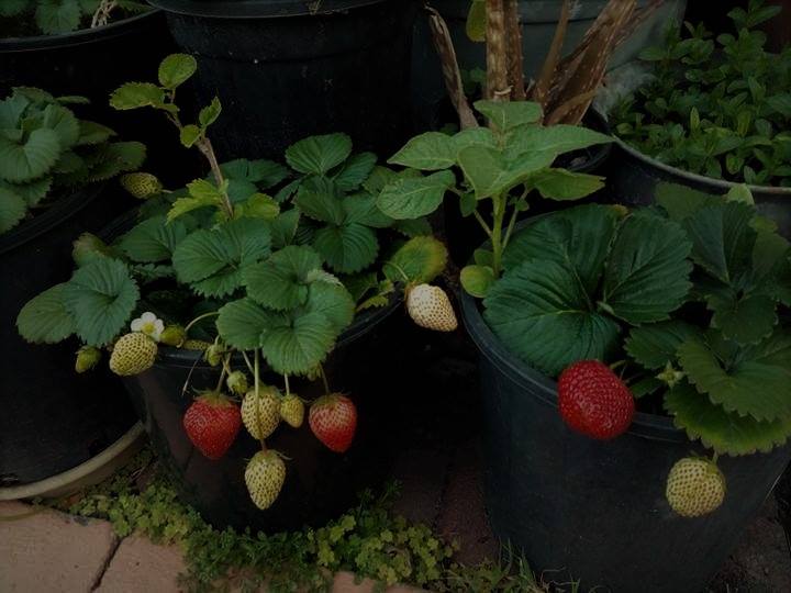 My Small Garden: Pokok Strawberi di Belakang Rumah