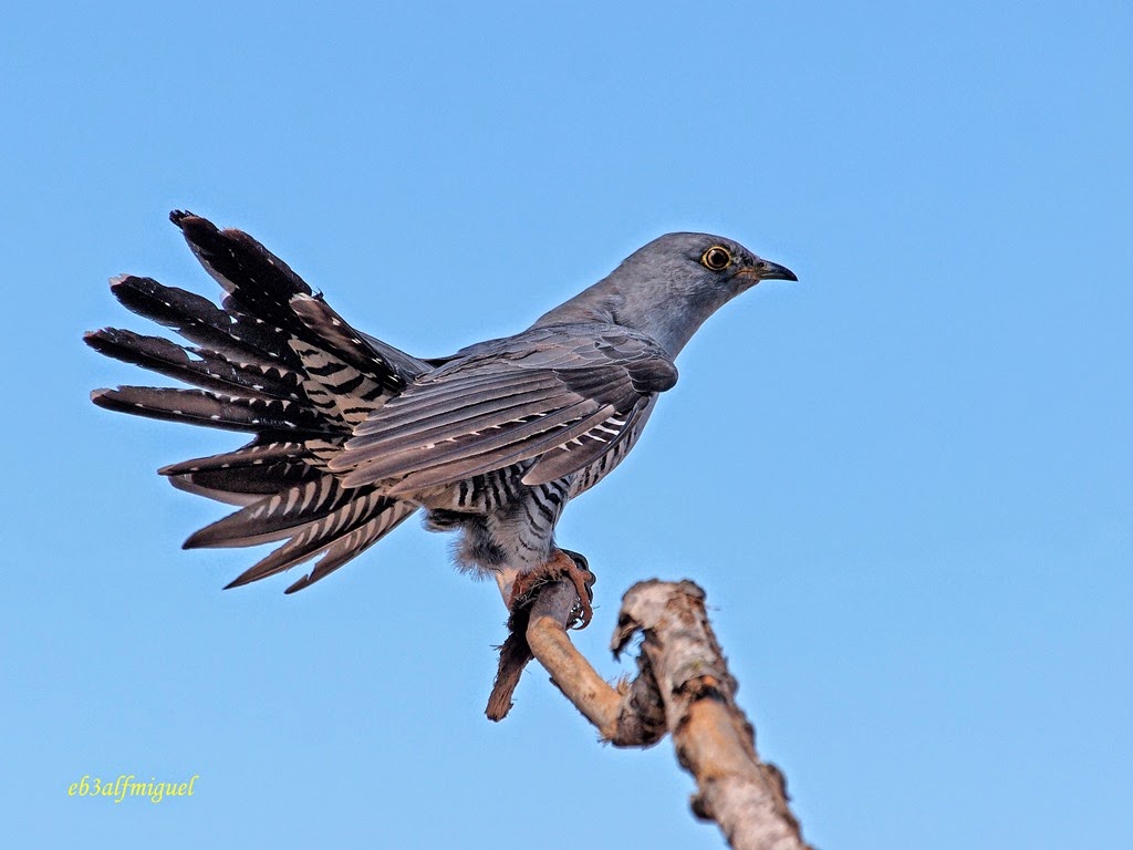 MIS AMIGAS LAS AVES: Cuco común (Cuculus canorus) ¡¡me sigue visitando.¡¡