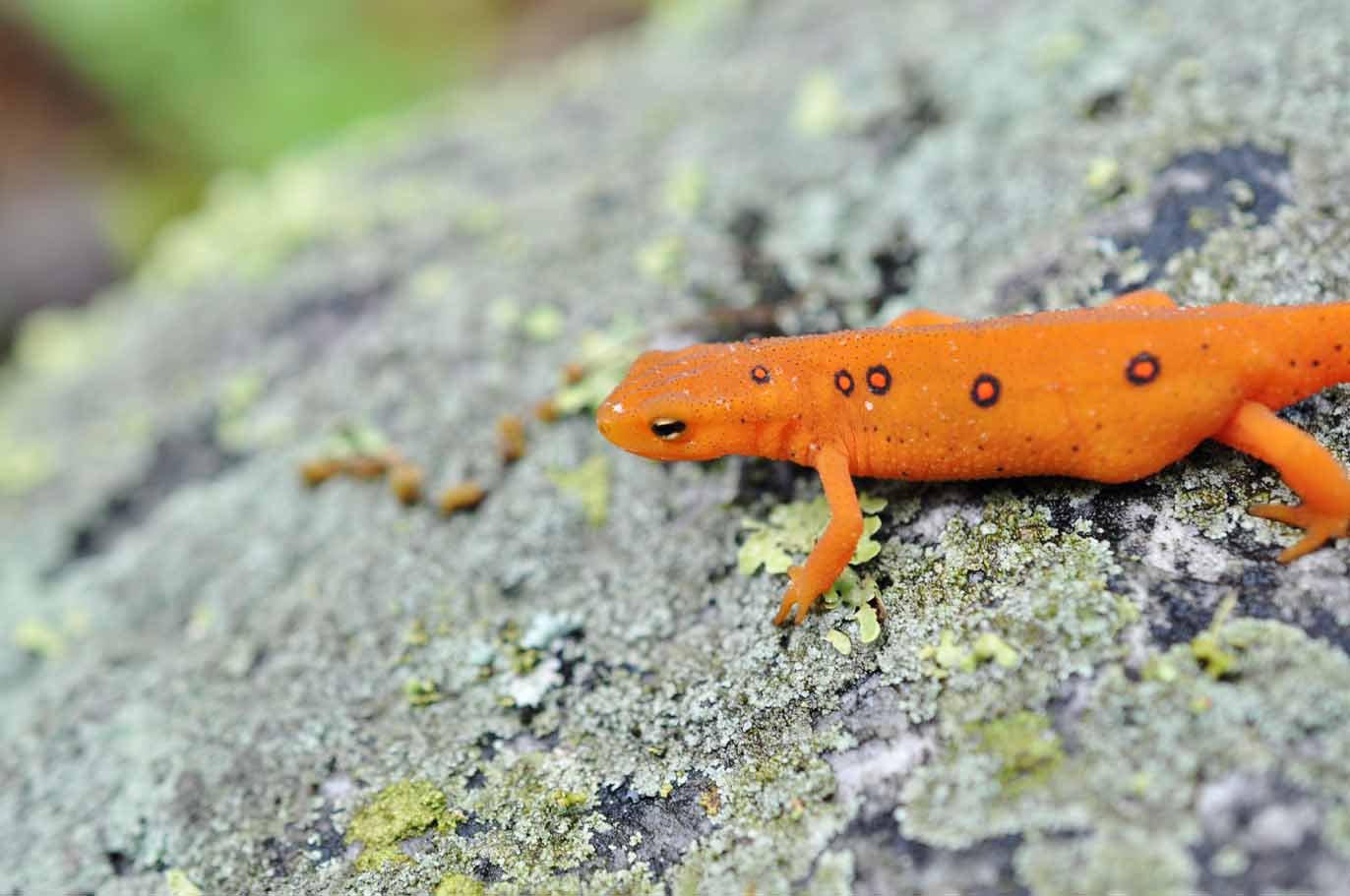 Chuck Keiper Trail: A Three Rattlesnake and Ten Red Eft Backpacking Trip