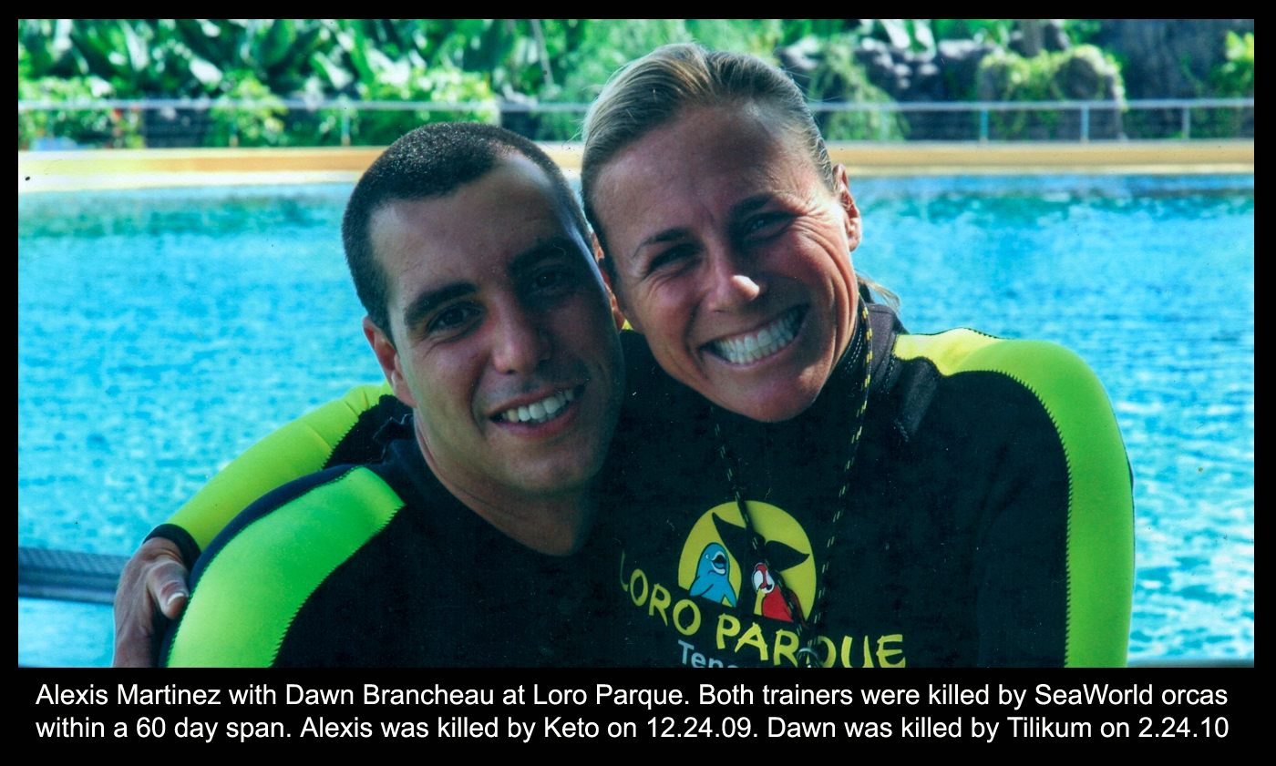 Voice of the Orcas: Press Material for the book called Death at SeaWorld