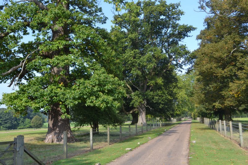 Walks among Flowers: Buckinghamshire: Little Hampden to Cadsden II ...