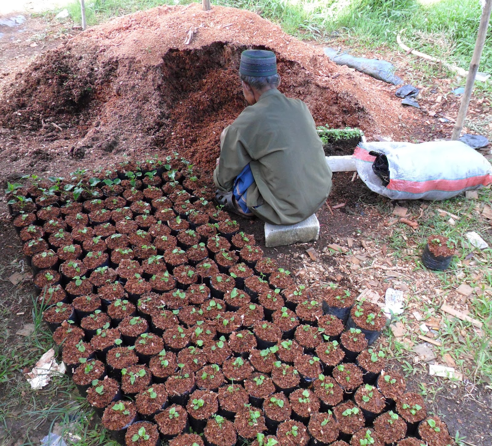 JUAL BIBIT,DAUN, POHON PHILODENDRON