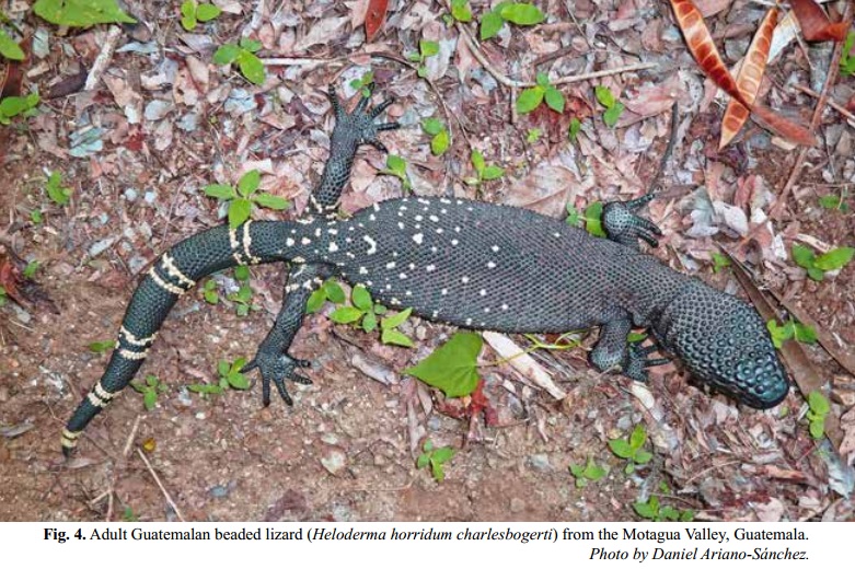 Species New to Science: [Herpetology • 2013] Taxonomic Reassessment and ...