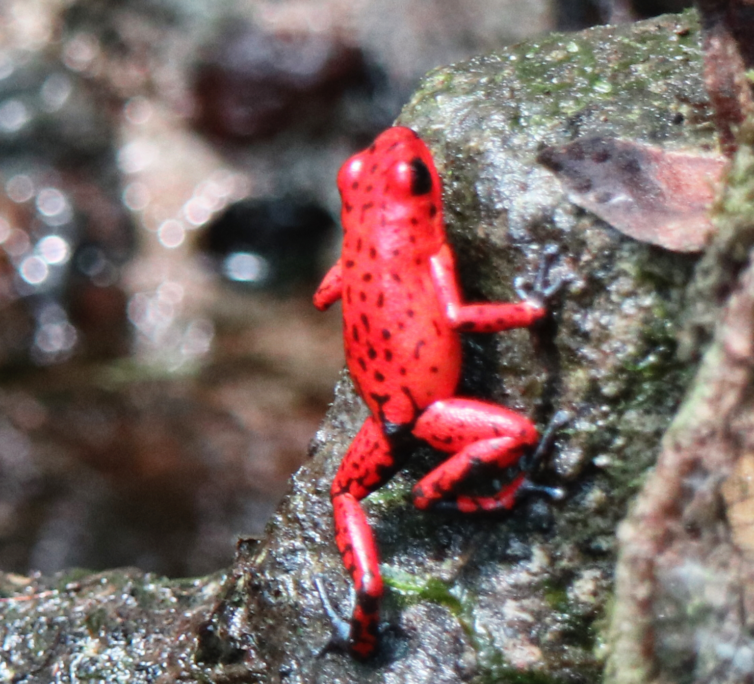 A volcano and some frogs.