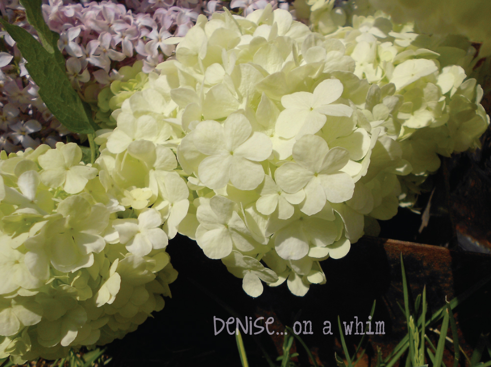 denise...on a whim: lilacs and snowball viburnum