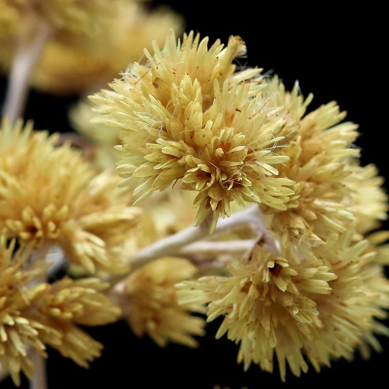 Bônus de Páscoa: Macela Santa - Jardim Design