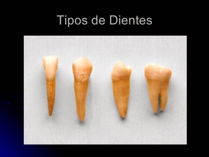 Embriologia & Odontologia : Anatomia de los Dientes