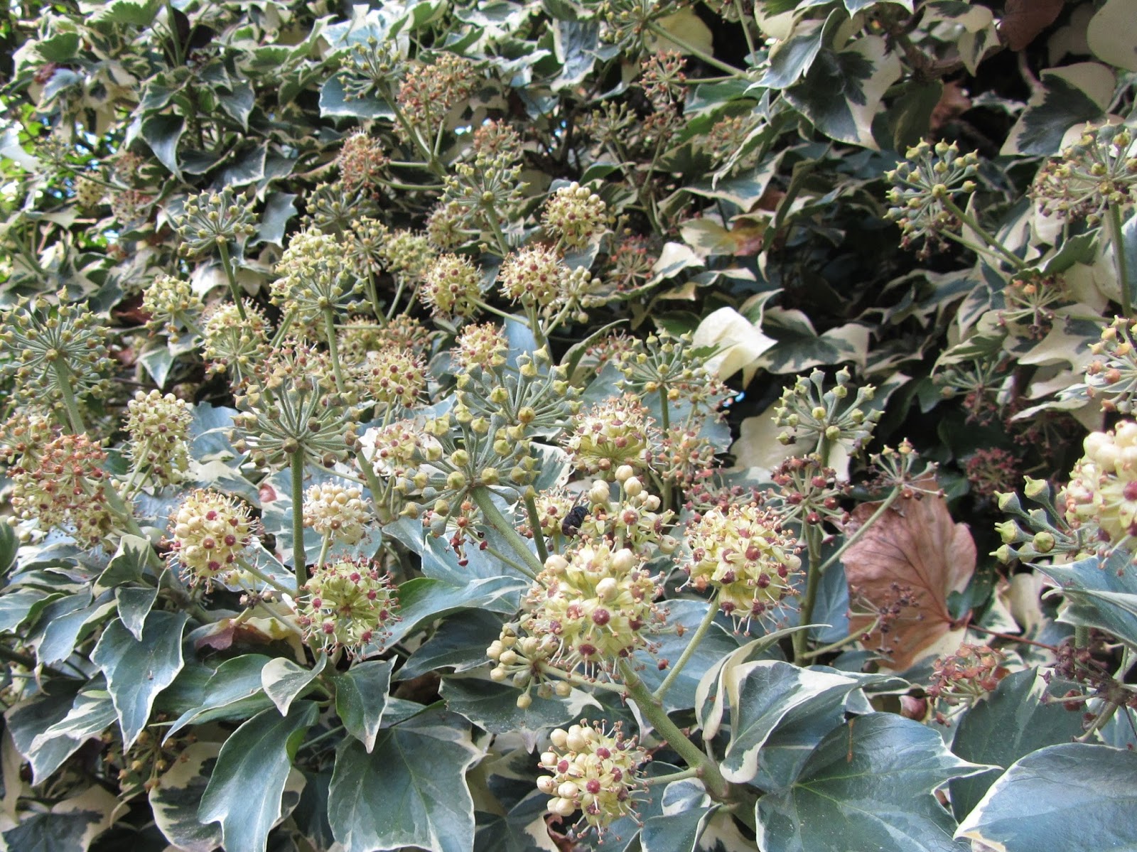 Edera (Hedera helix) alla Conquista delle Zone Ombrose, Come si Coltiva ...