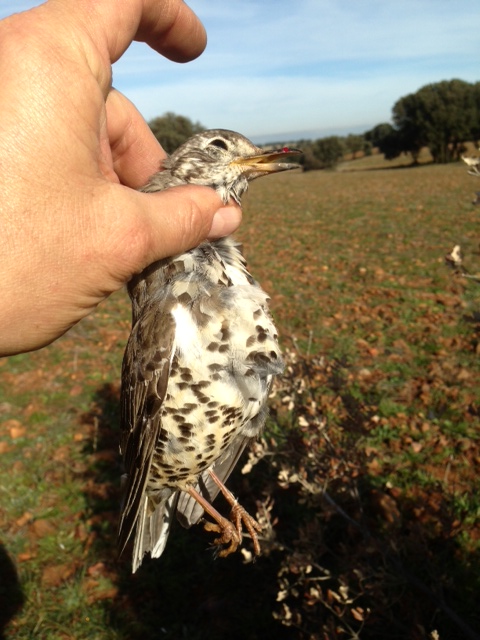 ITACA: TORDI COLOMBO E TORDELLA SPAGNOLA