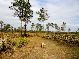 hikewithyourdog: Hal Scott Regional Preserve and Park