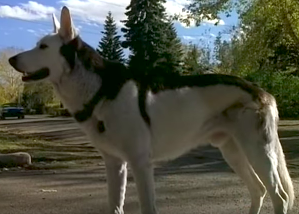 theater of guts: Deadly Dogs vol. 4