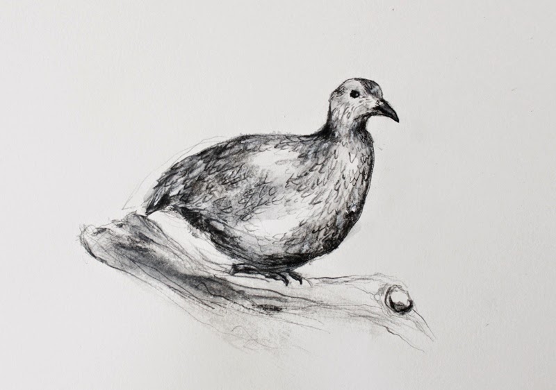 Janet Botes: 30min-max drawings