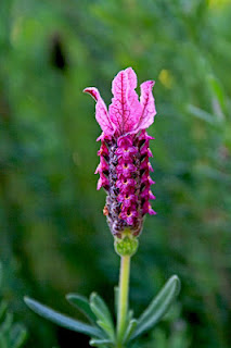 Las plantas y sus usos: 06/01/2012 - 07/01/2012