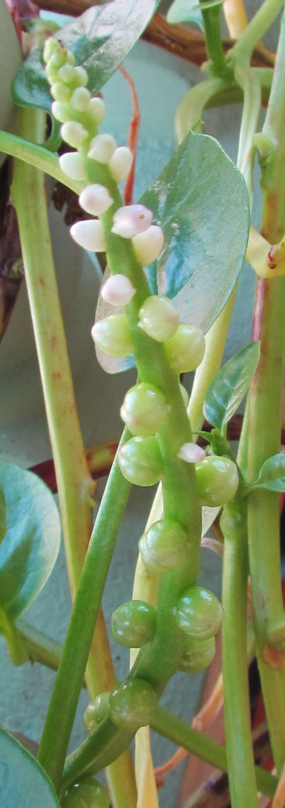 Foto Blog Puerto Rico: Semillas de Espinacas de Guayaba y mas...